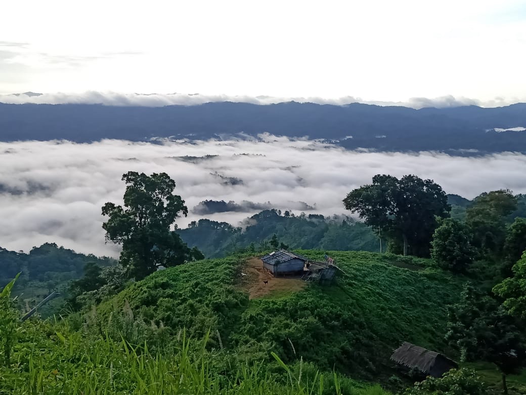 বন হল গাছের শহর,যেখানে নানা বৃক্ষ, লতা-পাতা, জীবজগৎ নিয়ে বনের শহর সৃষ্টি by Supan Chakma ...